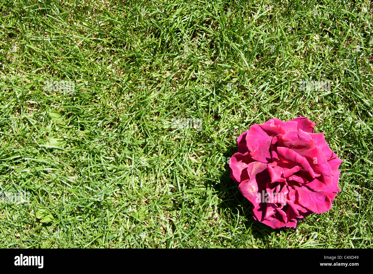 Beautiful red rose on green nature background Stock Photo - Alamy