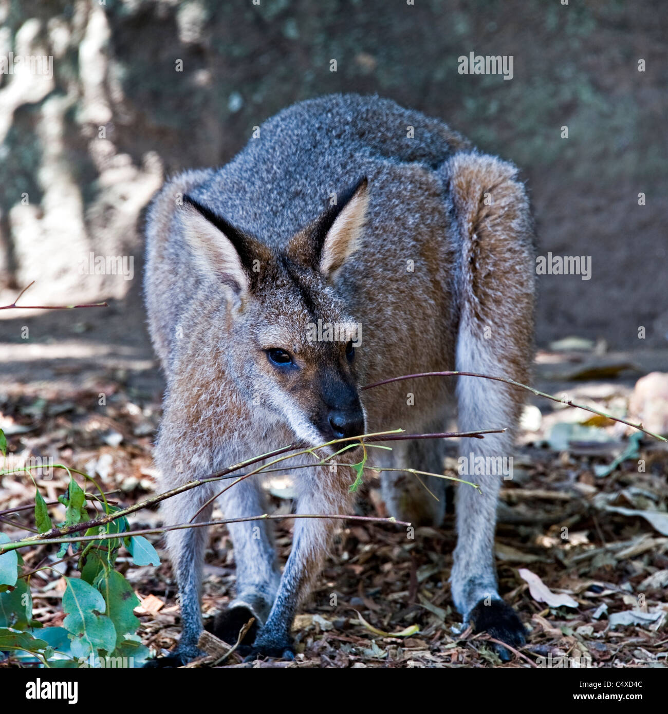 Taronga zoo sydney kangaroo hi-res stock photography and images - Alamy