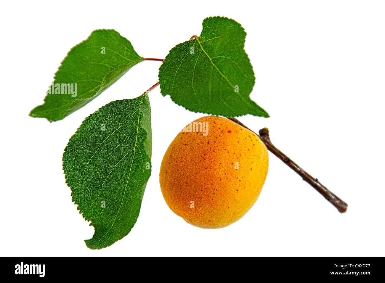 Apricot, isolated on white background Stock Photo - Alamy