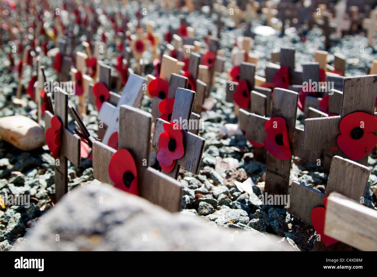 Remembrance poppies on wooden crosses hi-res stock photography and ...