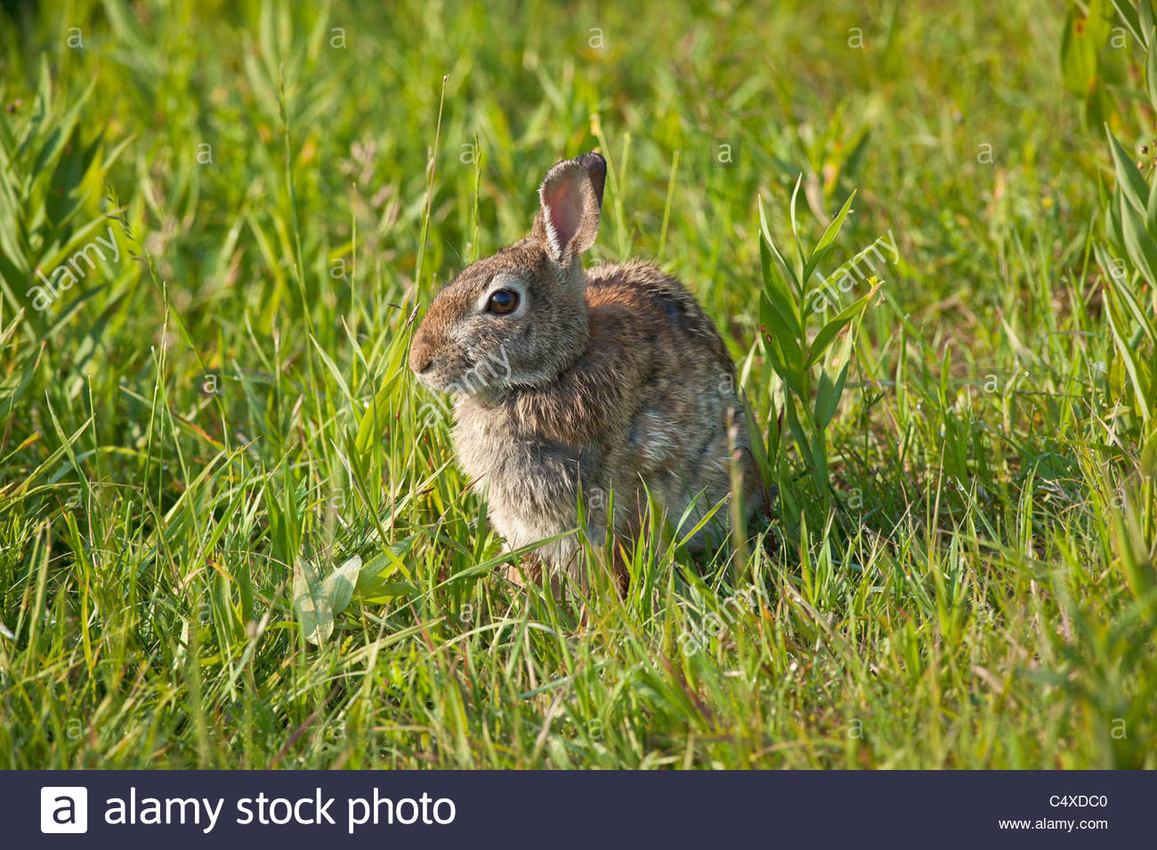 Eastern Cottontail High Resolution Stock Photography and Images - Alamy