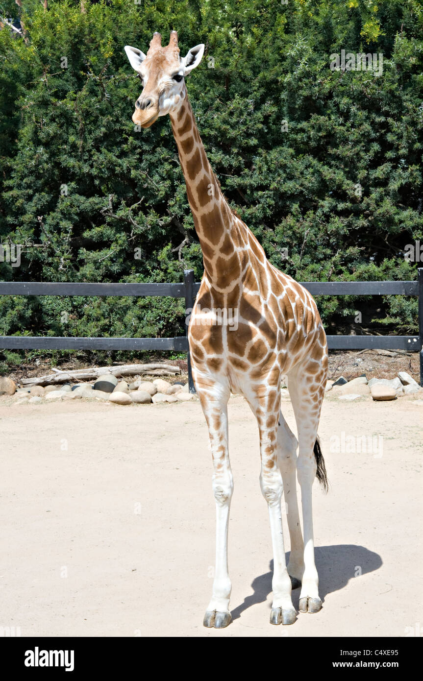 Lovely Giraffes at Taronga Zoo Sydney New South Wales Australia Stock ...