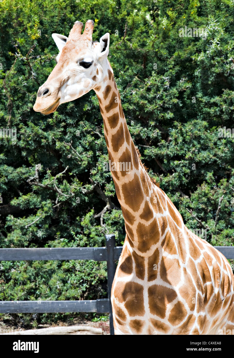 Lovely Giraffe at Taronga Zoo Sydney New South Wales Australia Stock ...