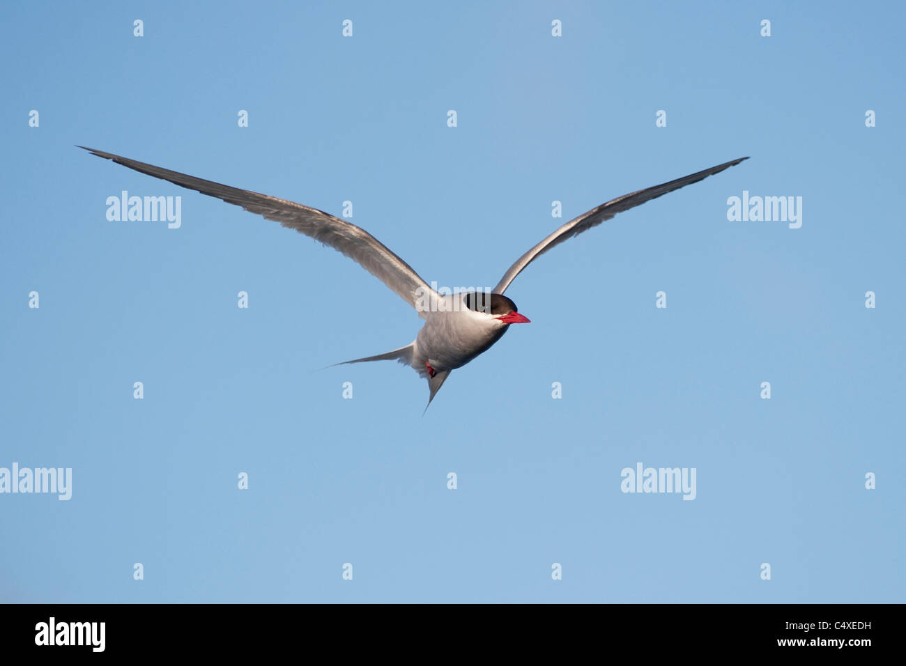 Antarctic Tern (Sterna vittata) adult animal in flight. South Georgia ...