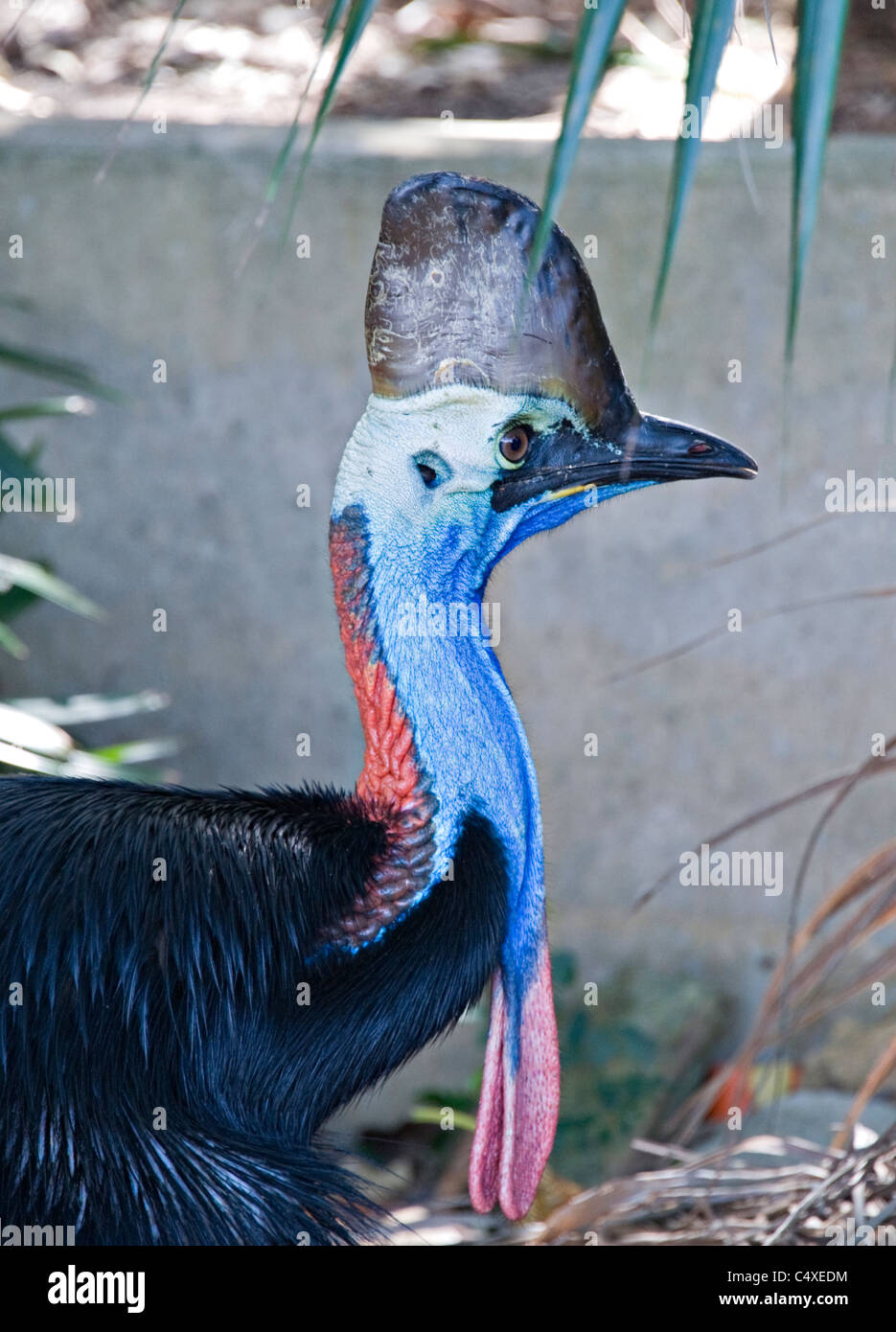 Endangered bird new south wales hi-res stock photography and images - Alamy