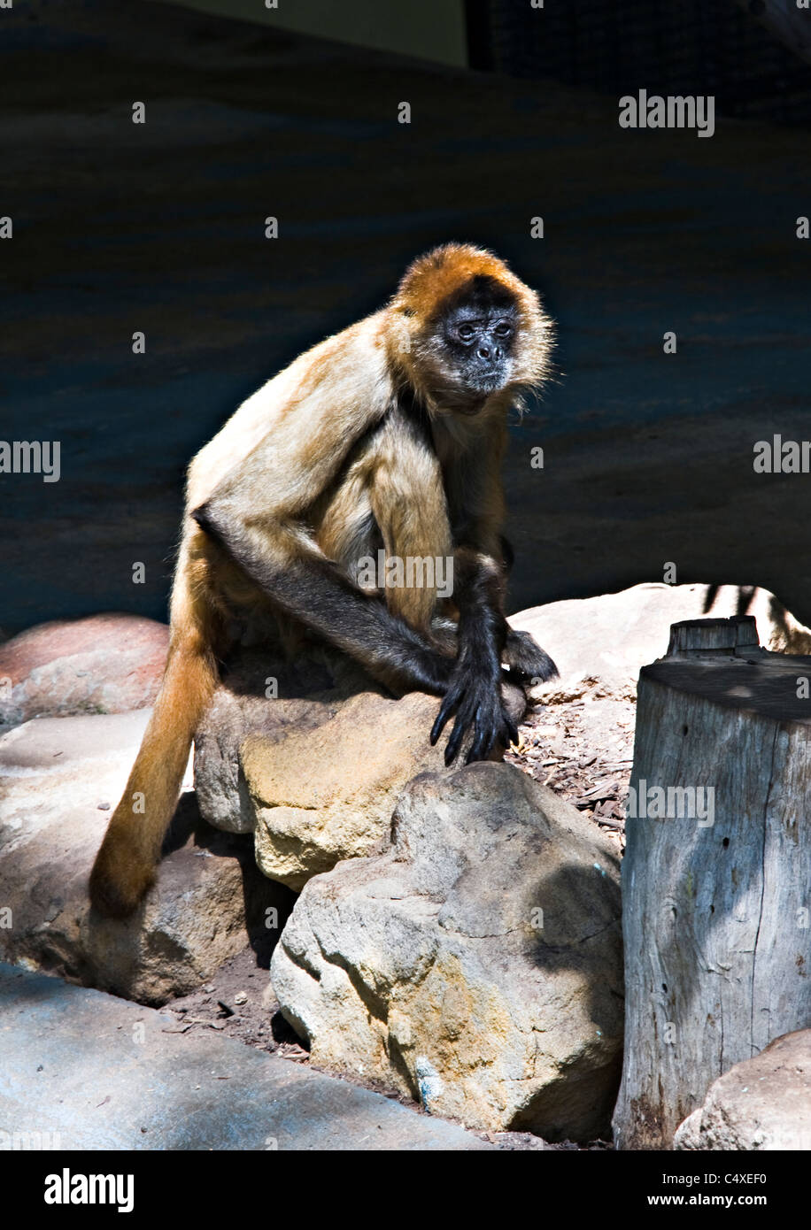 A Brown Spider Monkey Looking Mischievous at Taronga Zoo Sydney New ...