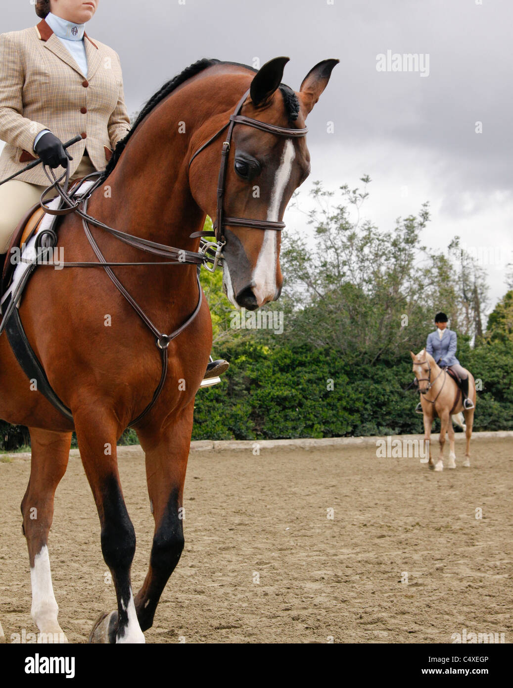 Equestrian rider on an Arabian horse Stock Photo - Alamy