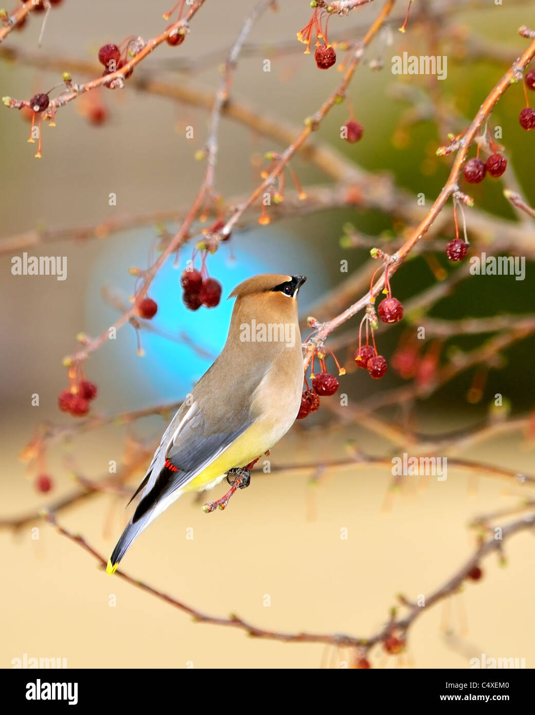 A Cedar Waxwing, Bombycilla cedrorum, perching in a Crabapple tree to ...