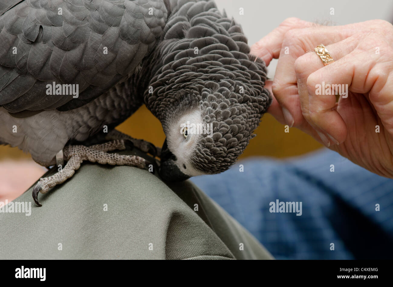 Love birds parrot hi-res stock photography and images - Alamy