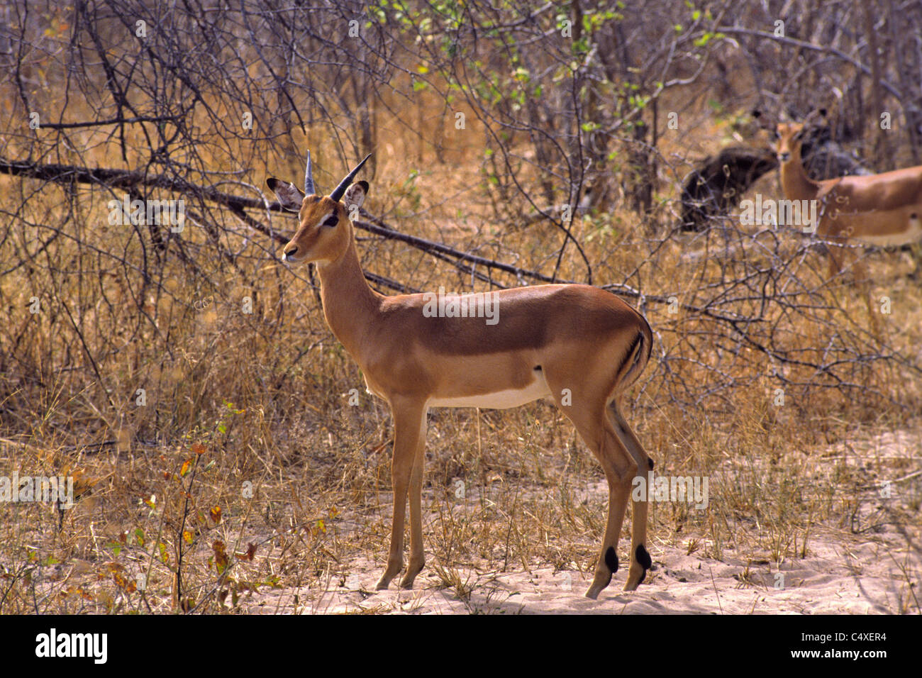 Impala Rams High Resolution Stock Photography and Images - Alamy