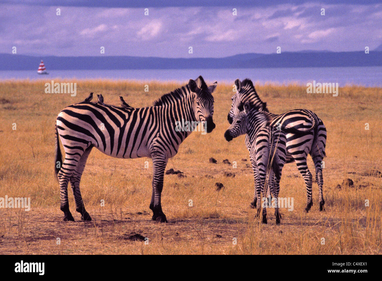 Plains Zebra, Lake Kariba, Zimbabwe Stock Photo - Alamy