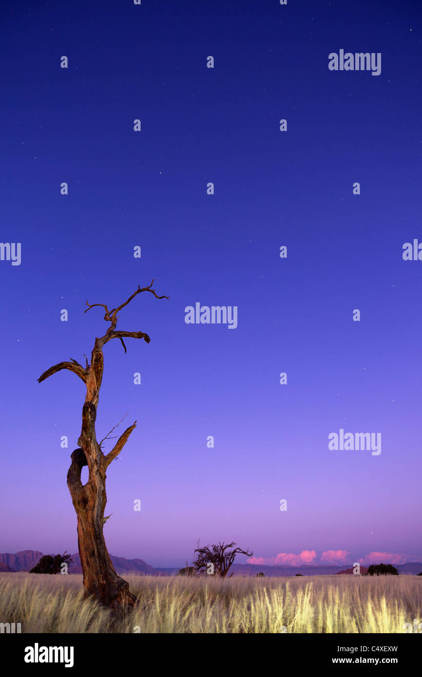 Scenery showing the unique ecology of the south-west Namib desert or ...