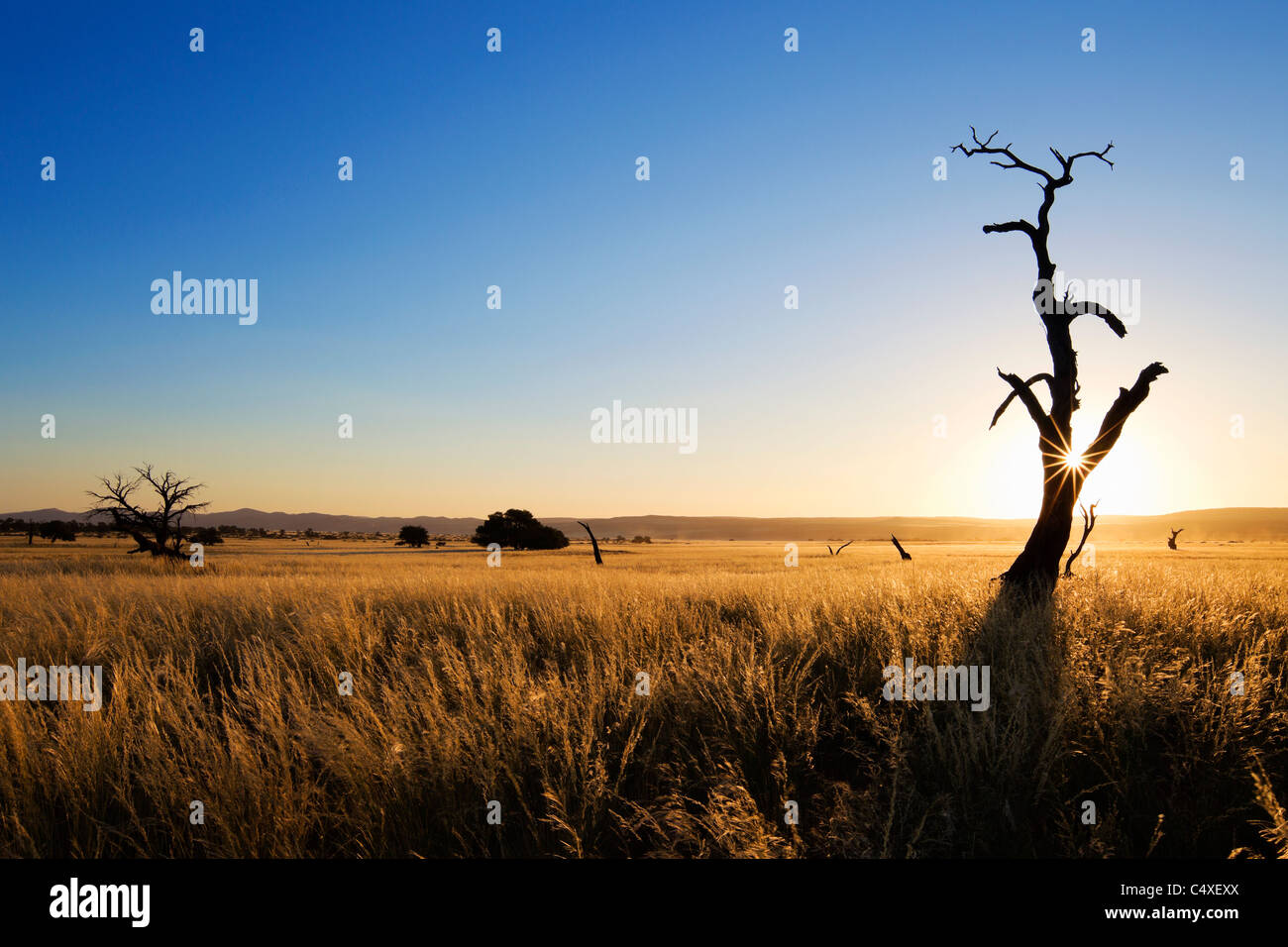 Scenery showing the unique ecology of the south-west Namib desert or ...