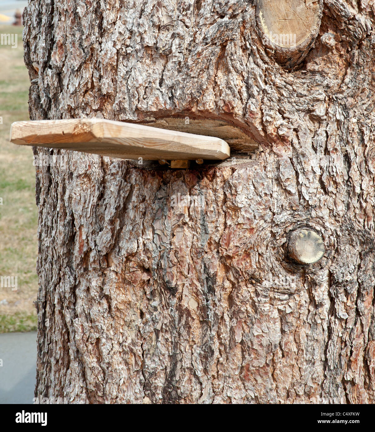 Closeup of an exhibit showing the method of springboard chopping used ...