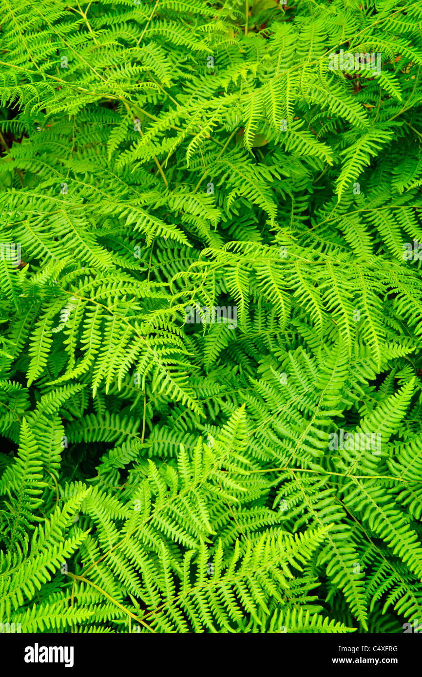 Background of lush bright green fern plants Stock Photo - Alamy