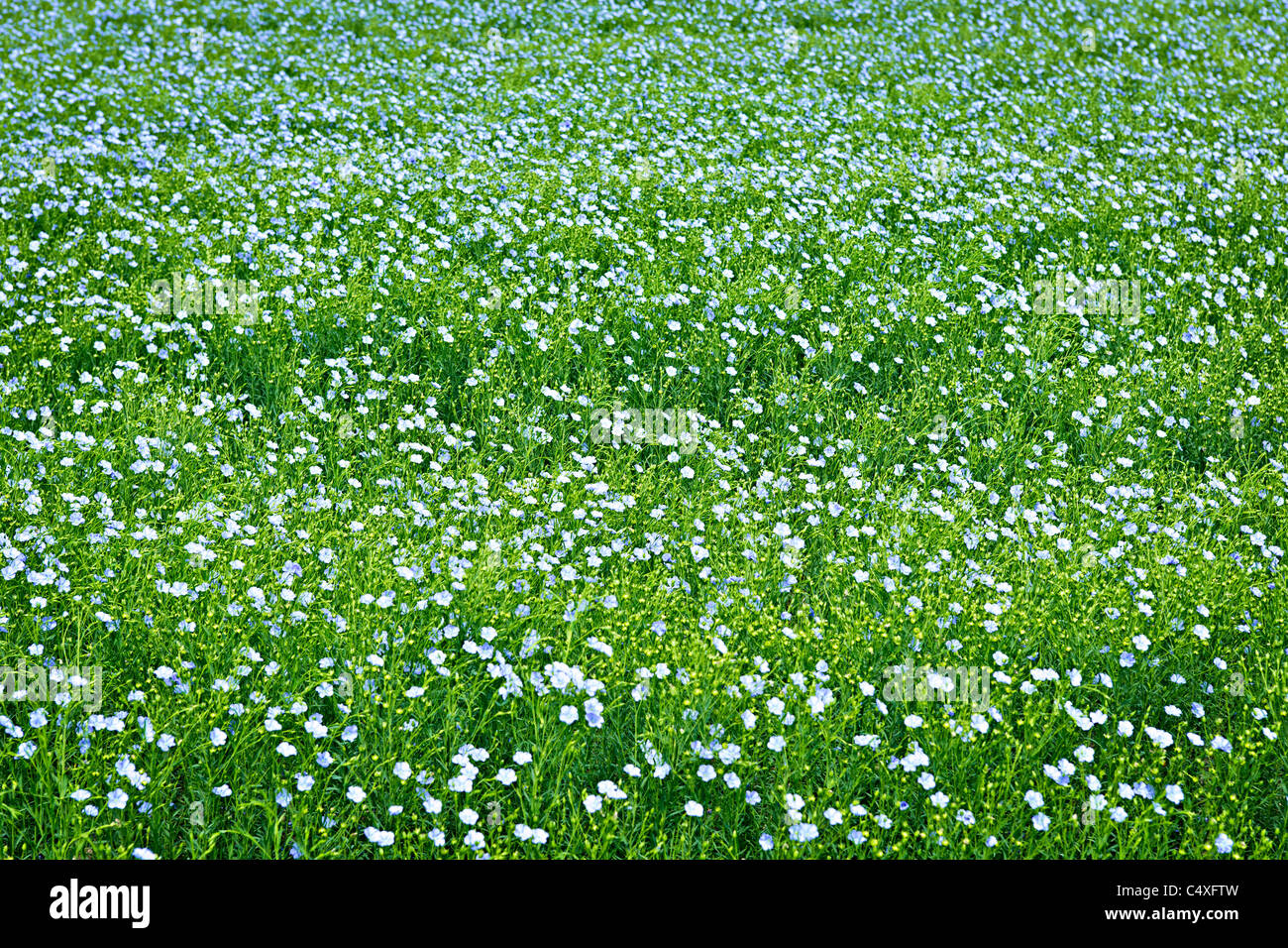Background of blooming blue flax in a farm field Stock Photo - Alamy