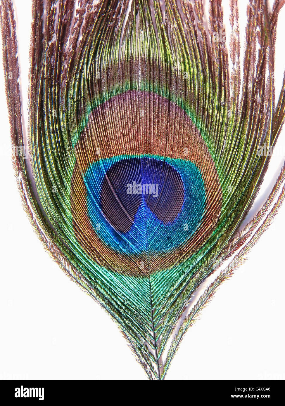 Close-up of a peacock feather Stock Photo - Alamy