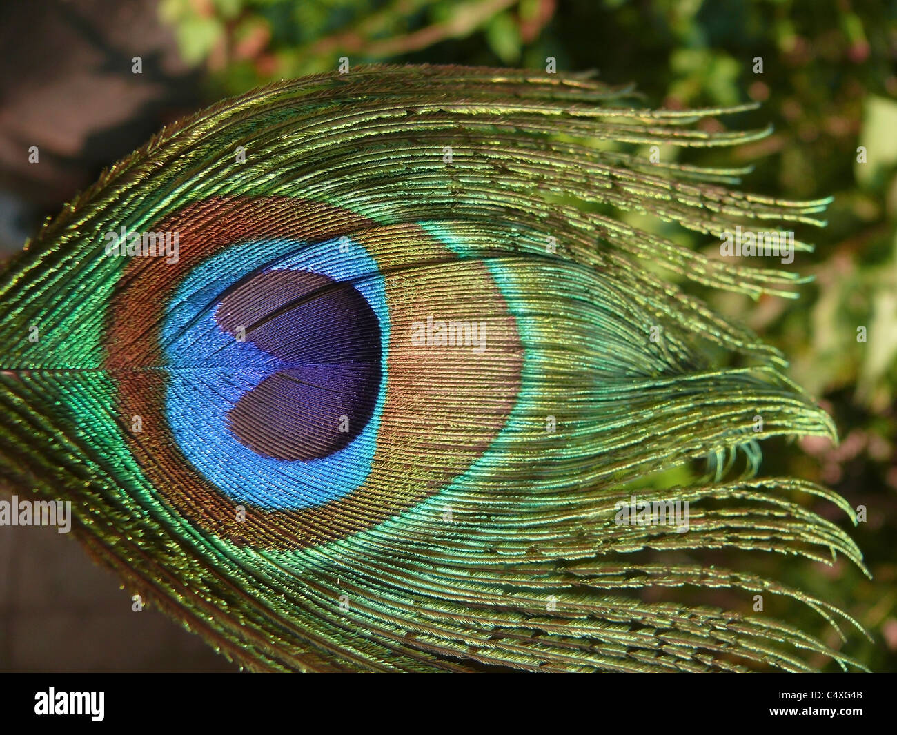 Close-up of a peacock feather Stock Photo - Alamy