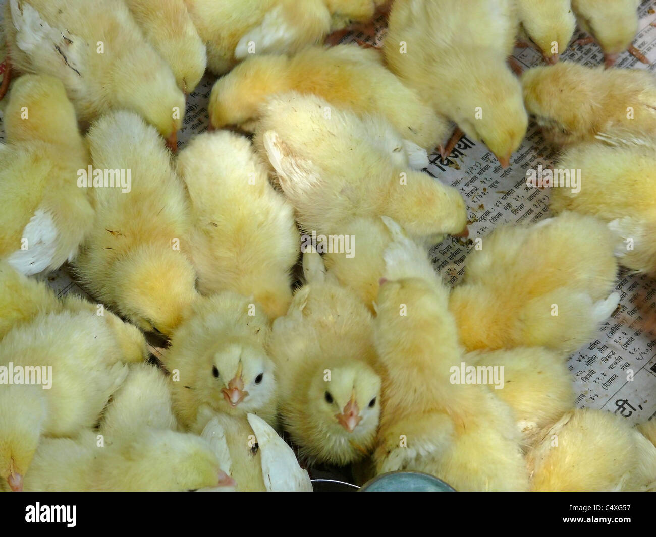 Selling Baby Chicks At The Market High Resolution Stock Photography and ...