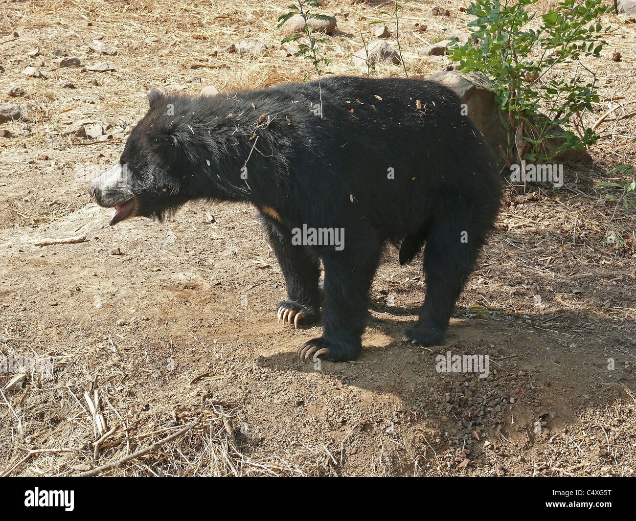 Black Bear, Melursus ursinus Stock Photo - Alamy