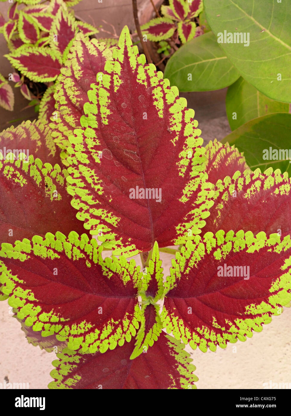 Rainbow coleus hi-res stock photography and images - Alamy