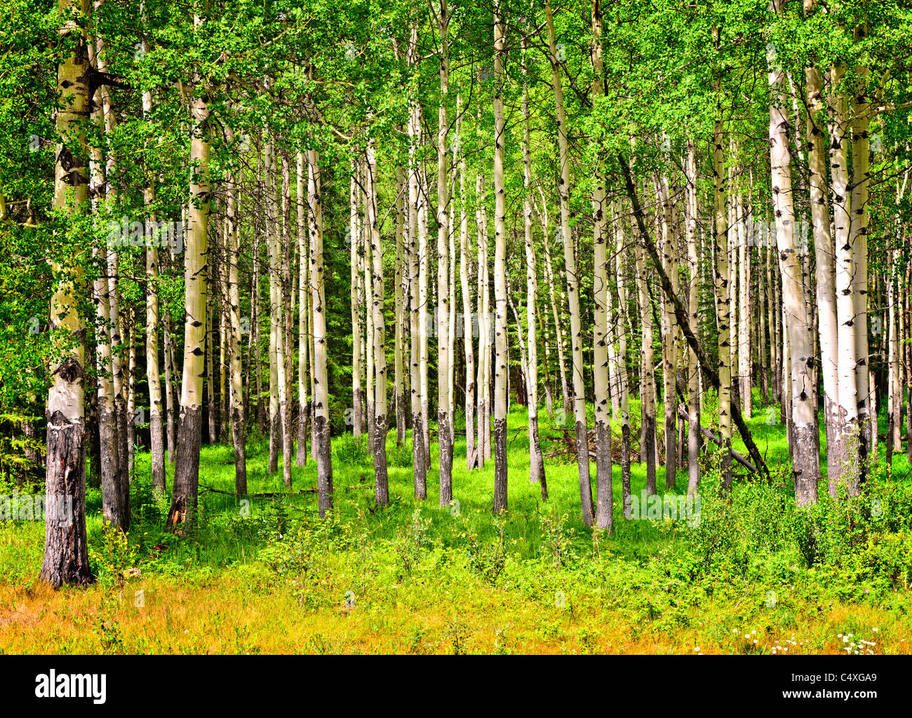 Forest of tall white aspen trees in Banff National park, Canada Stock ...