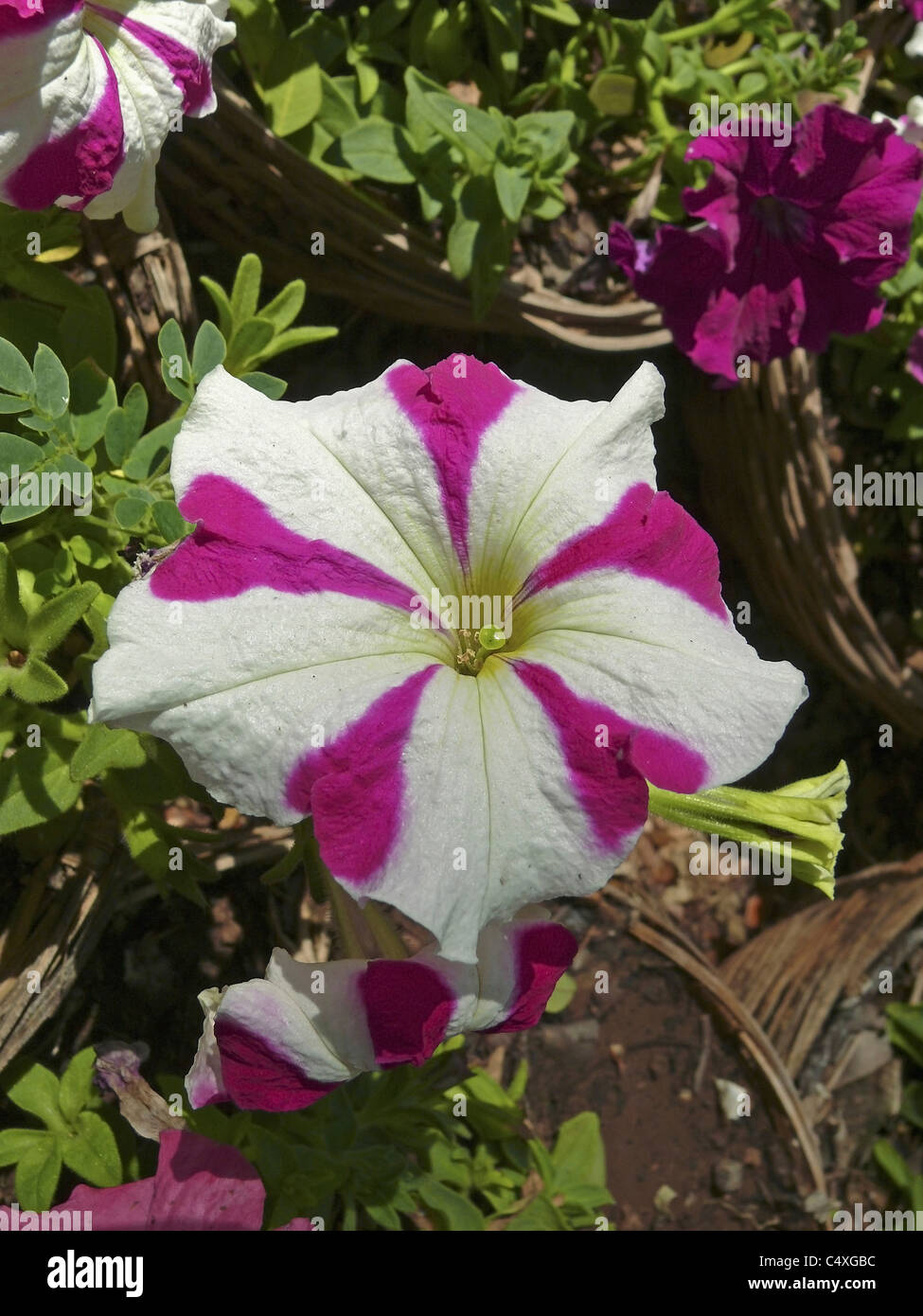 Petunia flowers, Petunia x hybrida Stock Photo - Alamy