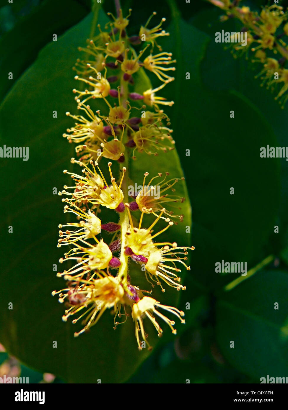 Terminalia hi-res stock photography and images - Alamy