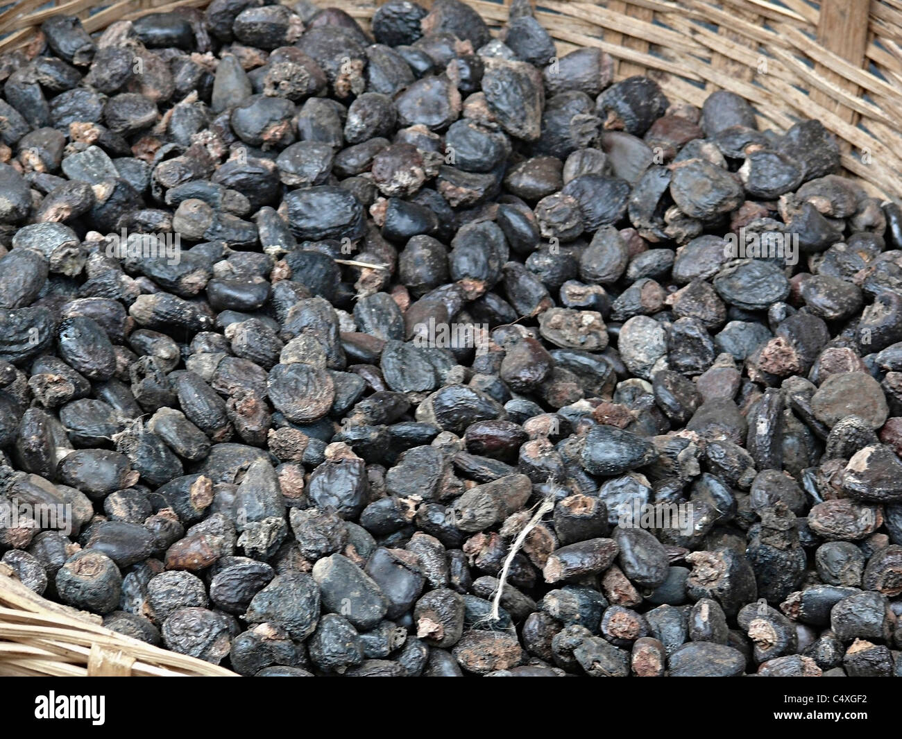 Semecarpus anacardium (Syn. A. orientale), Marking Nut Stock Photo - Alamy