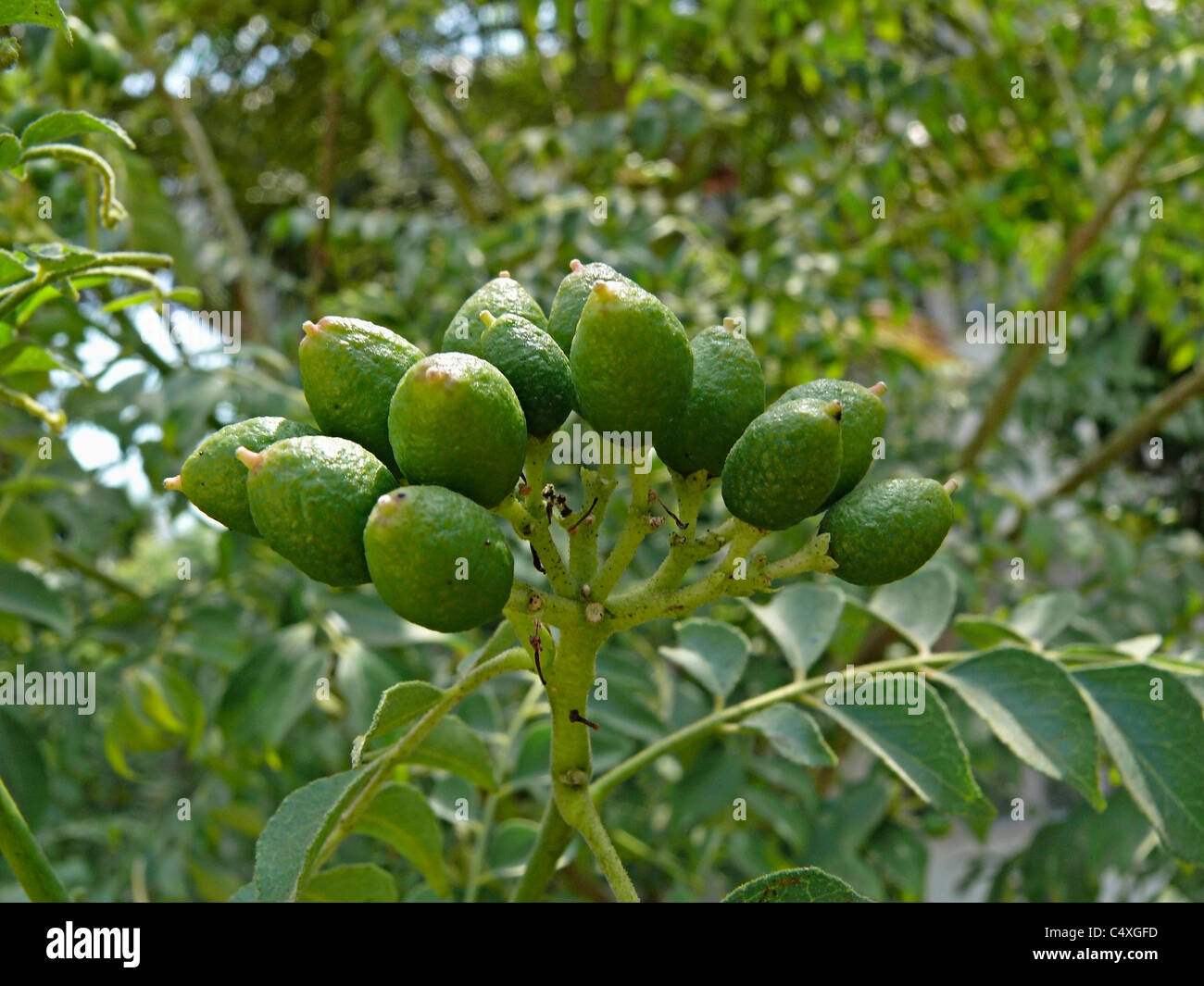 Curry Leaf Fruit