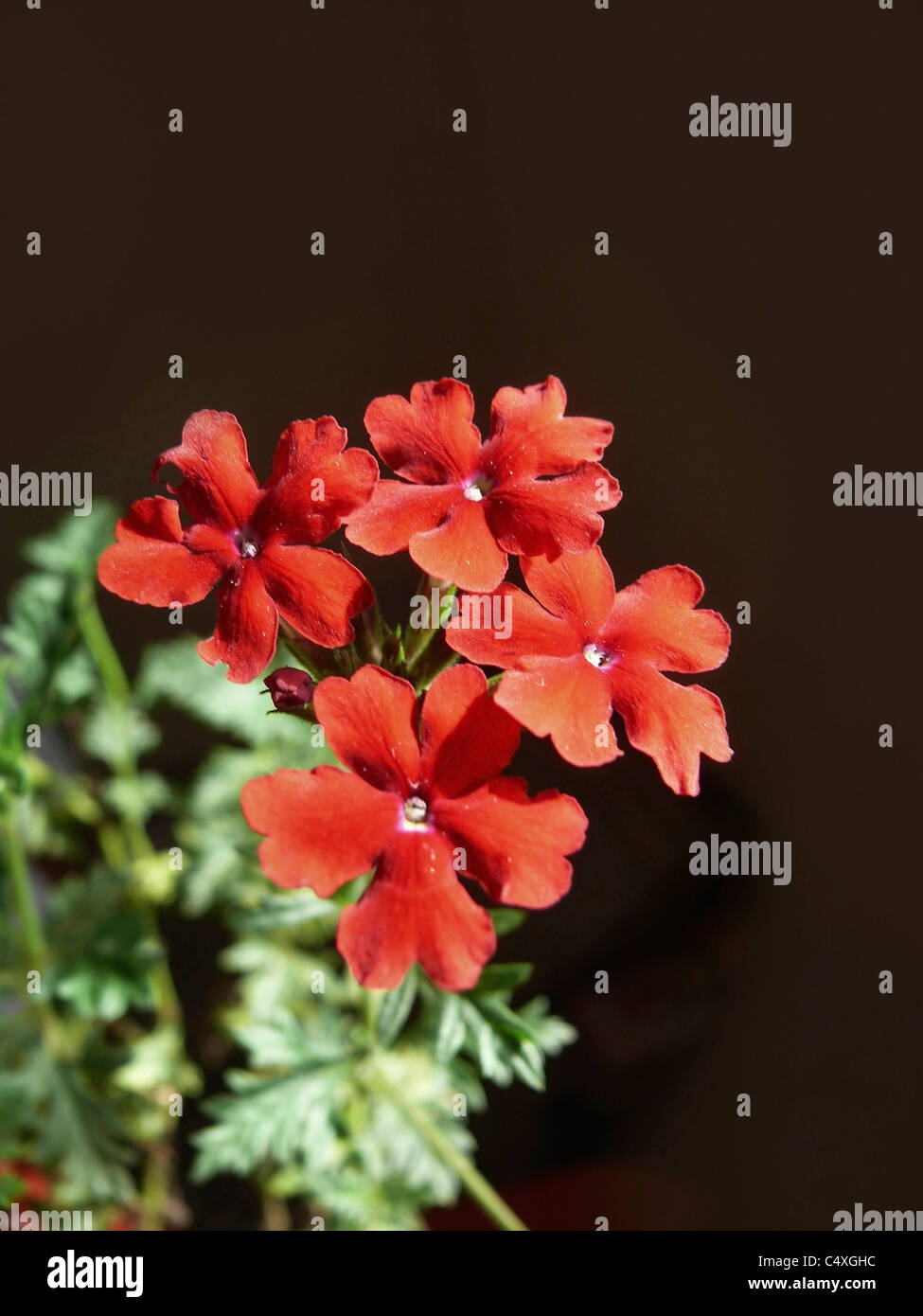Peruvian verbena hi-res stock photography and images - Alamy