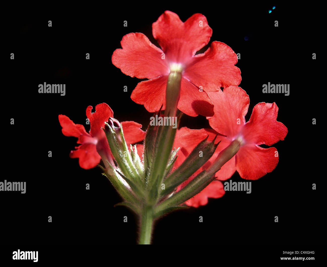 Flowers of Peruvian Verbena, Glandularia peruviana Stock Photo - Alamy