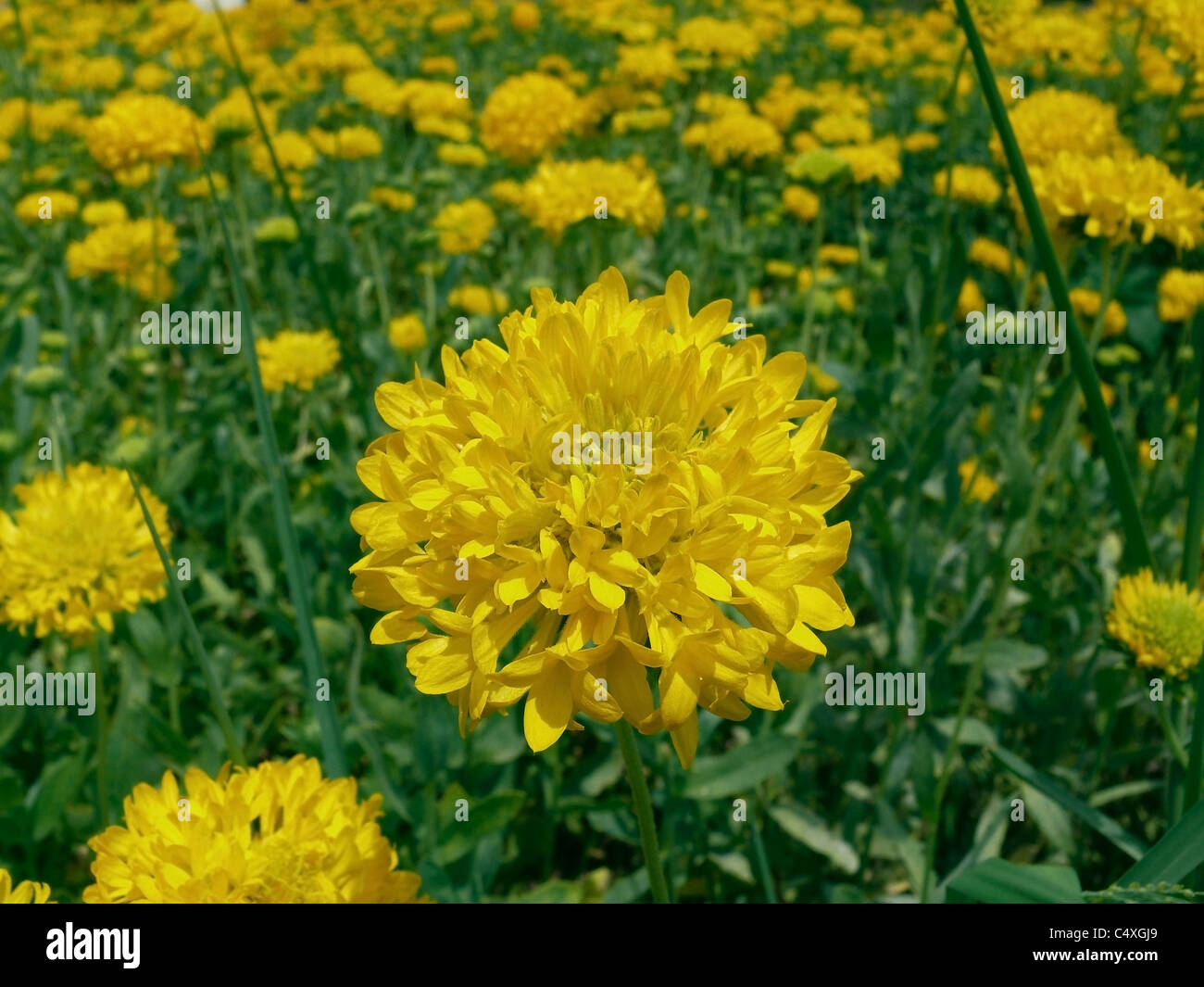 Calendula officinalis flowers, Calendula officinalis L, pot marigold ...