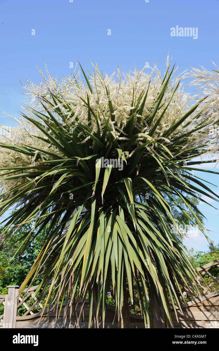 Torbay palm hi-res stock photography and images - Alamy