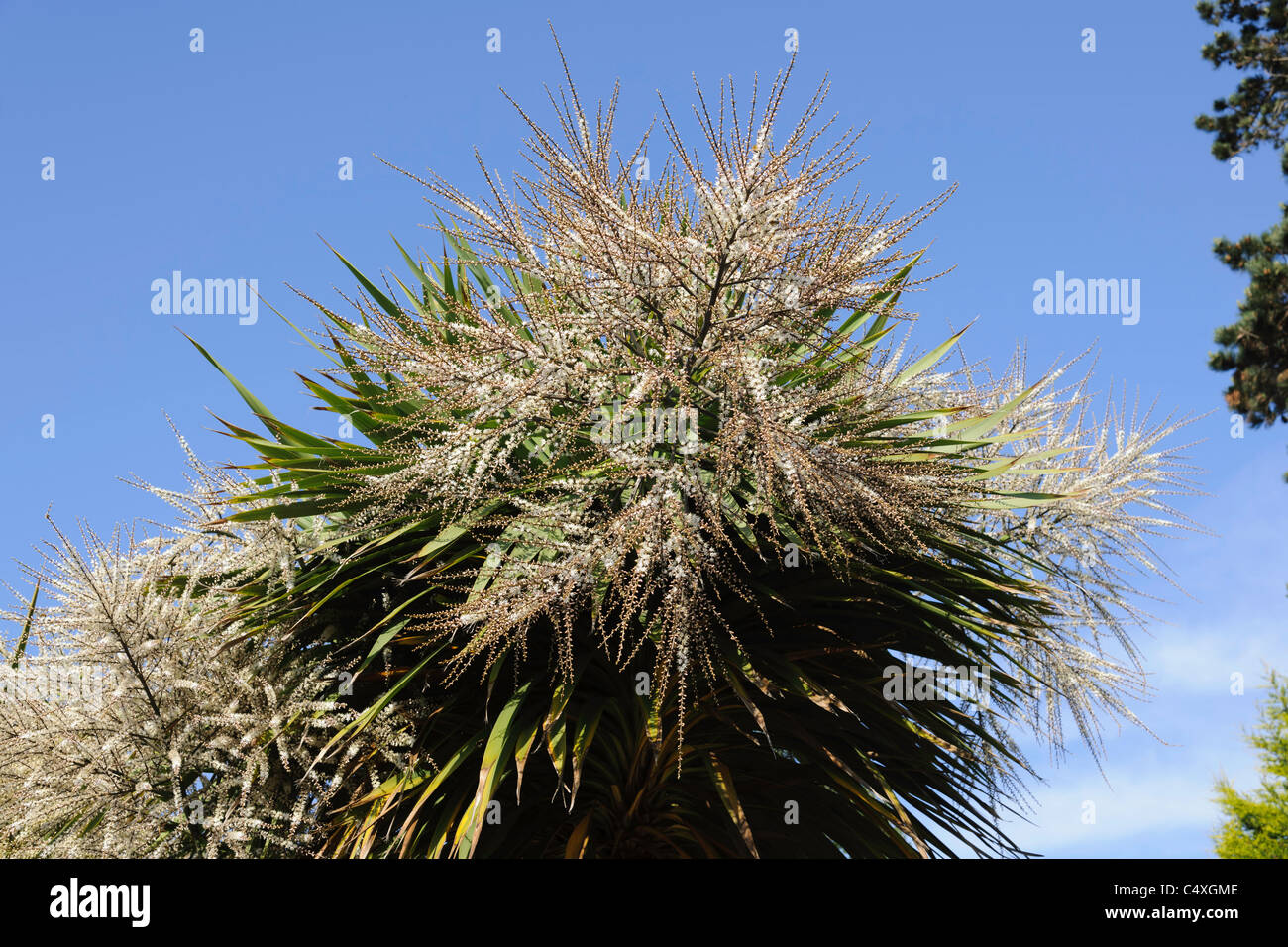 Devon Palm High Resolution Stock Photography and Images - Alamy