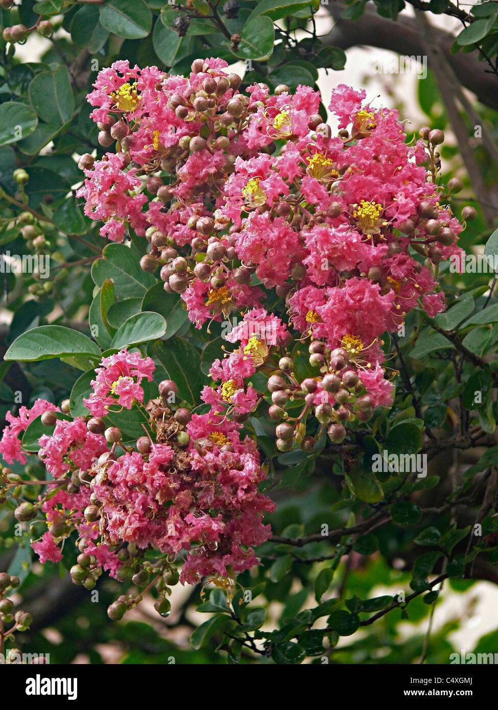 Rose of India, Crepe Flower, Bungor, Jarul flowers Stock Photo - Alamy