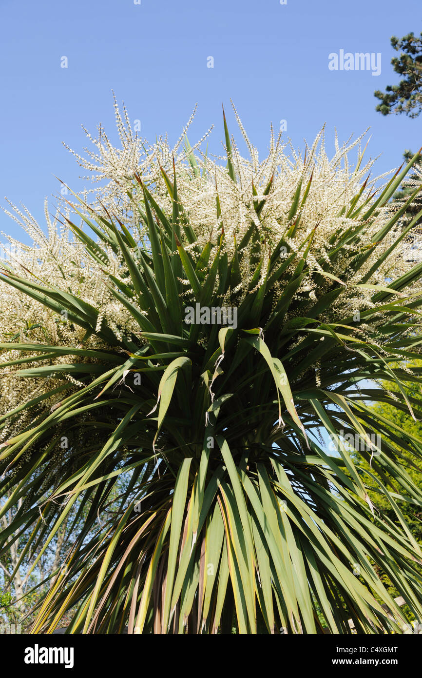 Devon palm hi-res stock photography and images - Alamy