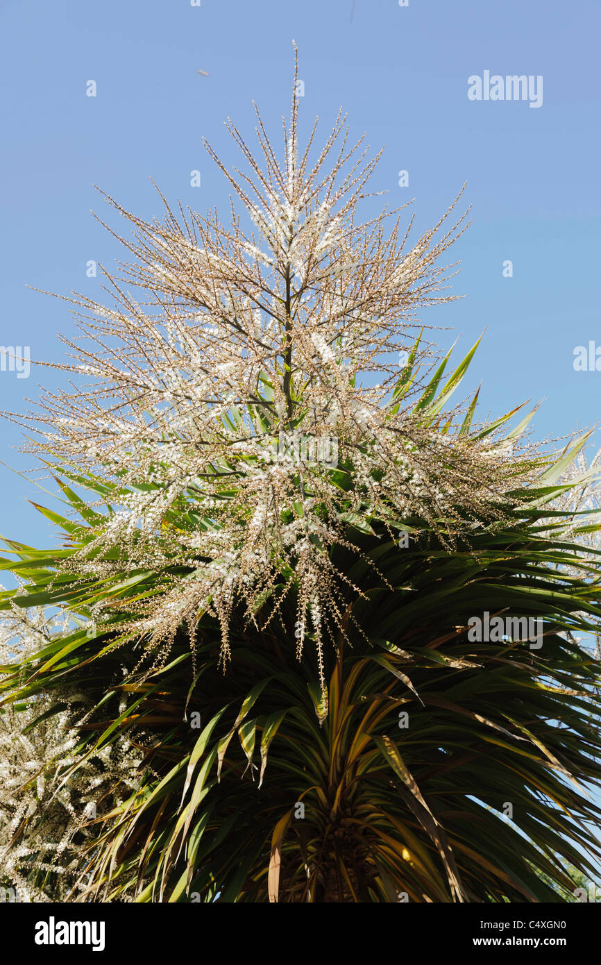 Devon Palm High Resolution Stock Photography and Images - Alamy