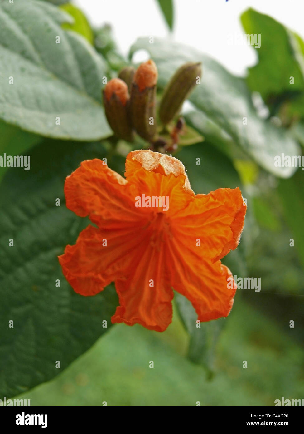 Cordia Sebestena High Resolution Stock Photography and Images - Alamy