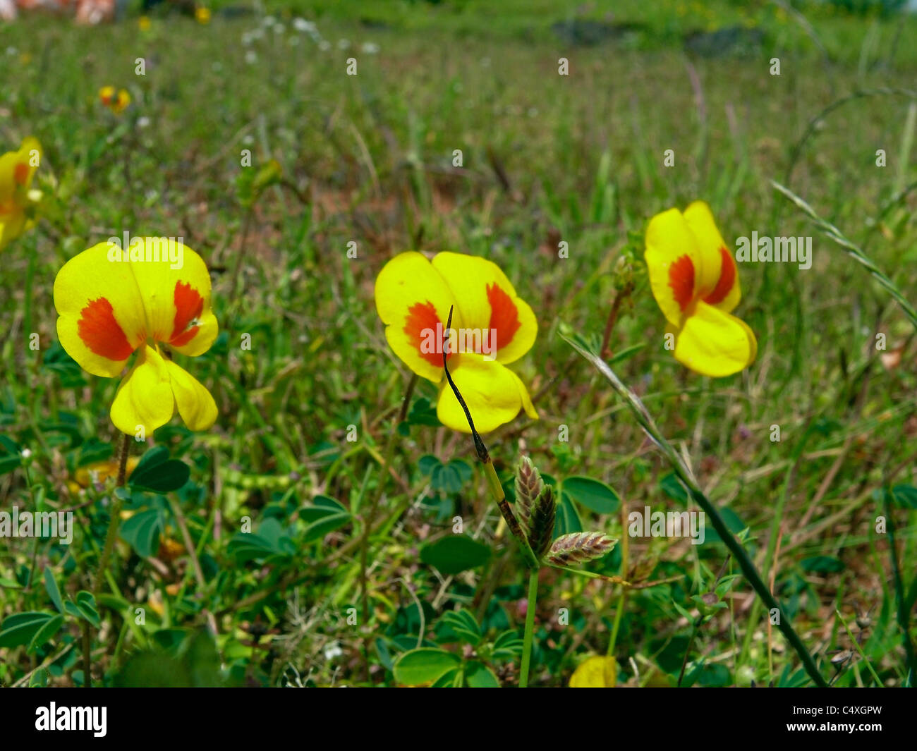 Sonki, Graham's groundsel, Senecio bombayensis Stock Photo - Alamy