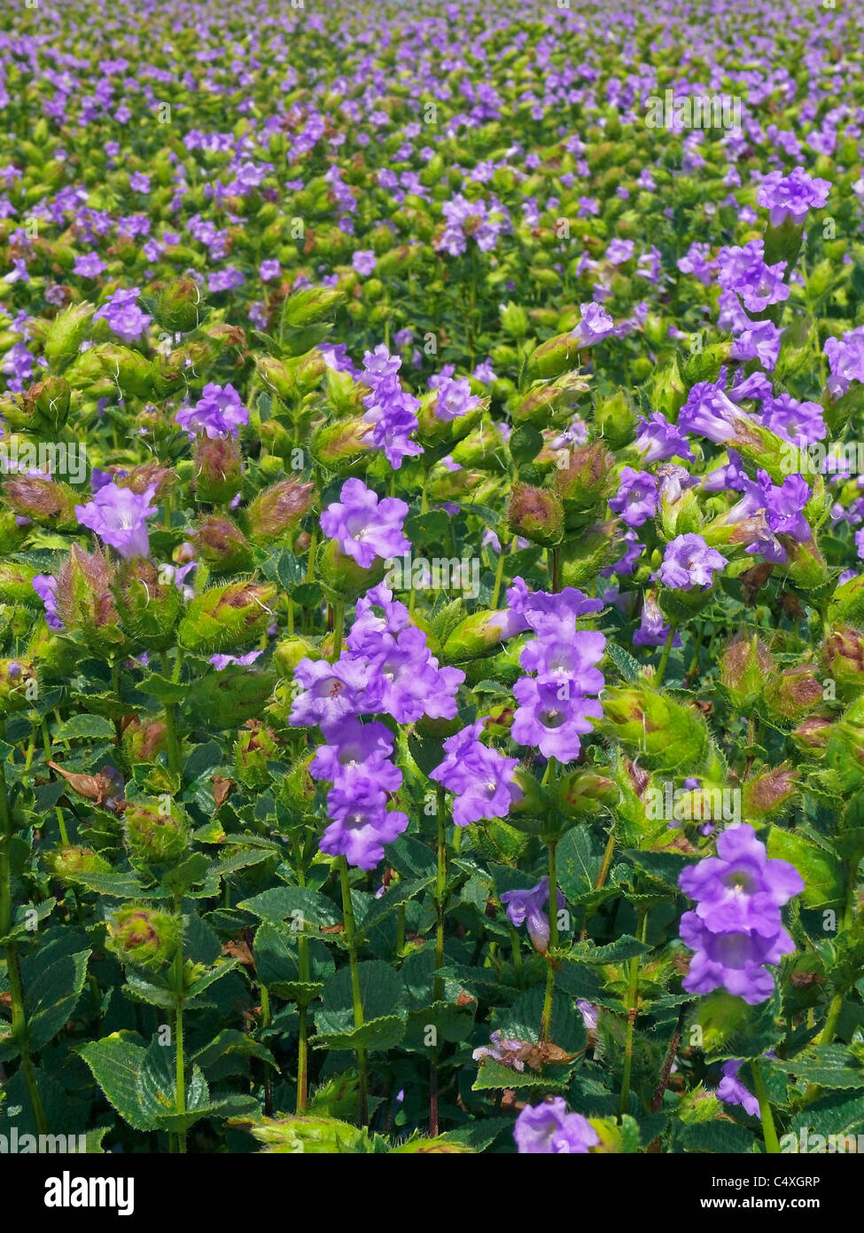 Karvy, Strobilanthes callosus, Plateau of flowers, Kaas, Satara ...