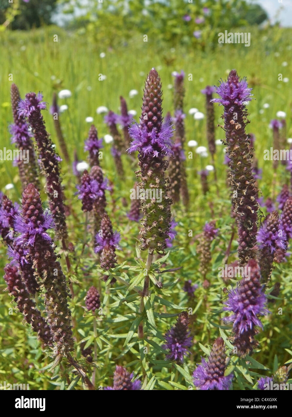Pogostemon deccanensis, Jambhli Manjiri, Plateau of flowers, Kaas ...