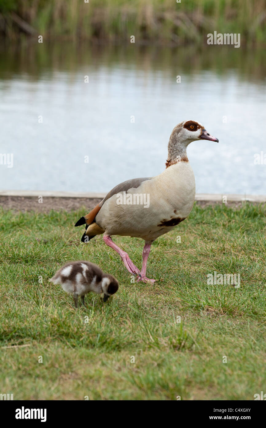 Egyptian Geese (Alopechen aegyptiacus). Female and gosling. River Ant ...