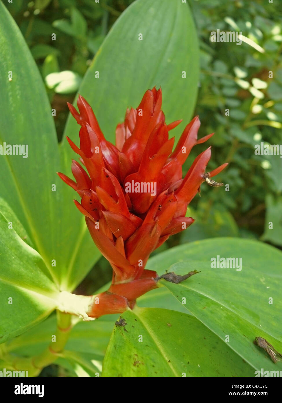 Flower of Ranhalad, Curcuma Pseudomontana, Red Shell Ginger Stock Photo ...