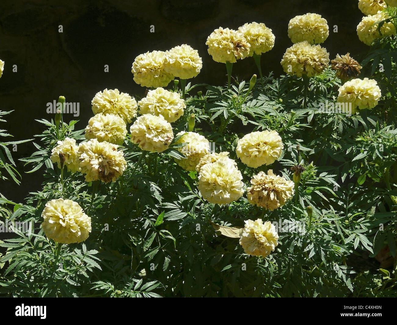 Marigold flowers hi-res stock photography and images - Alamy