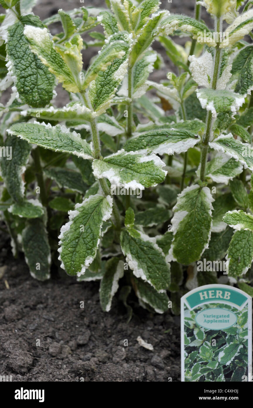 Applemint hi-res stock photography and images - Alamy