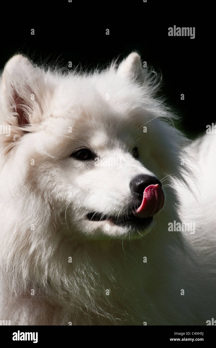 Samoyed dog happy face hi-res stock photography and images - Alamy