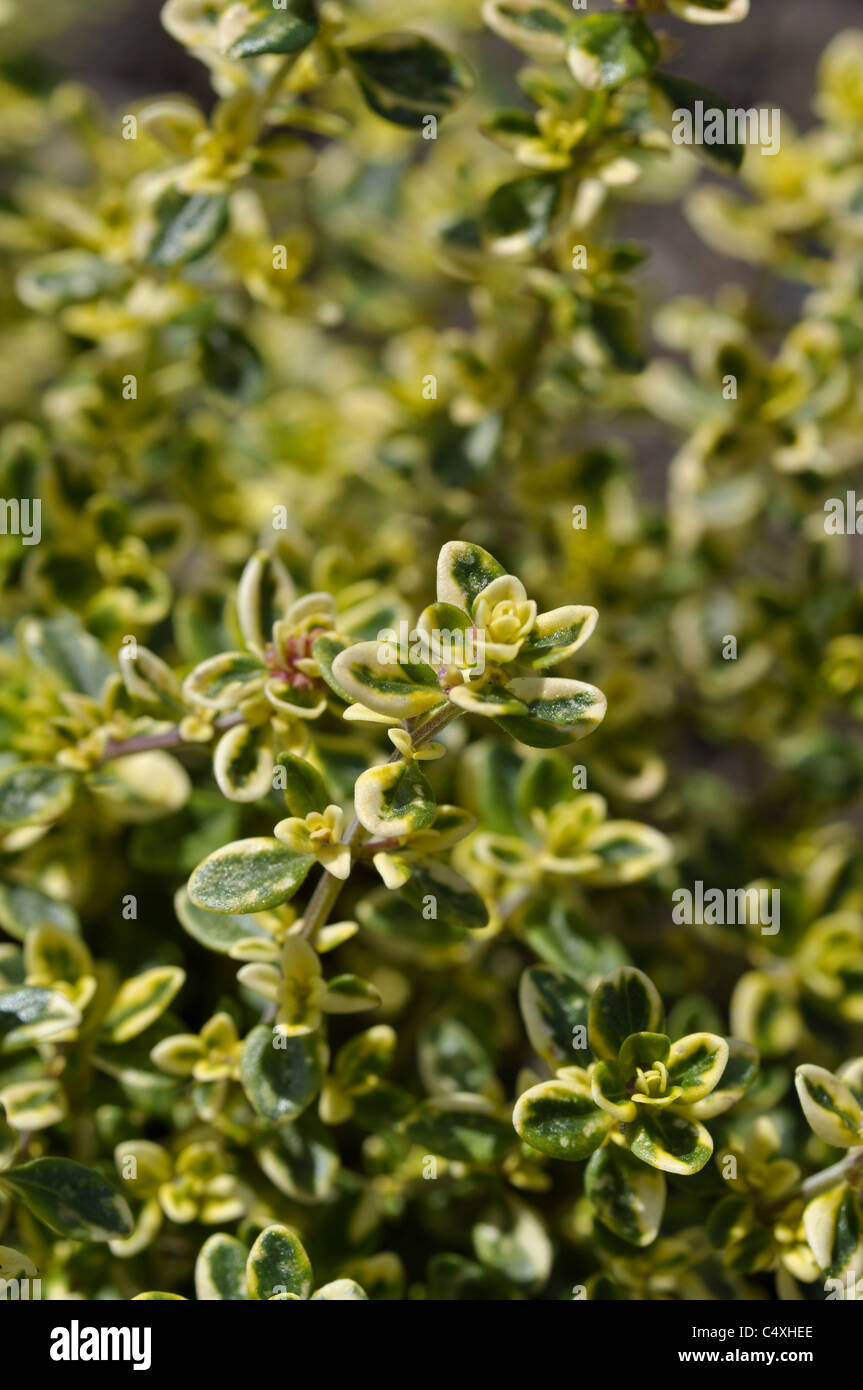 Citriodorus lemon thyme thymus hi-res stock photography and images - Alamy