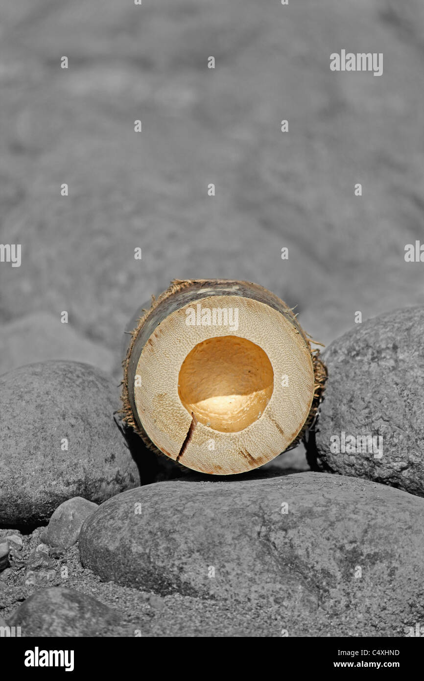 Bamboo Section, Half Cut, India Stock Photo - Alamy