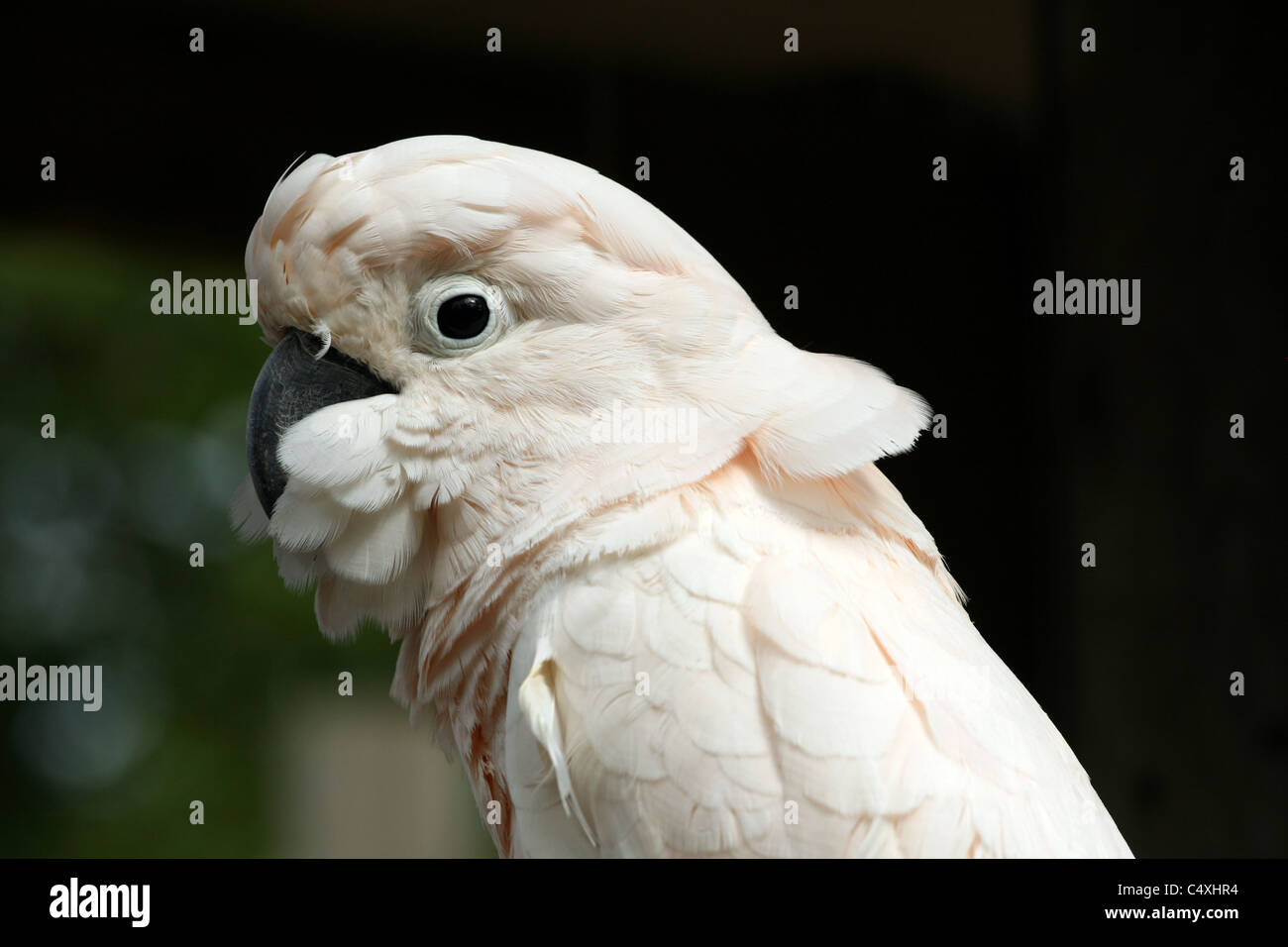 A head shot of a salmon-crested cockatoo Stock Photo - Alamy
